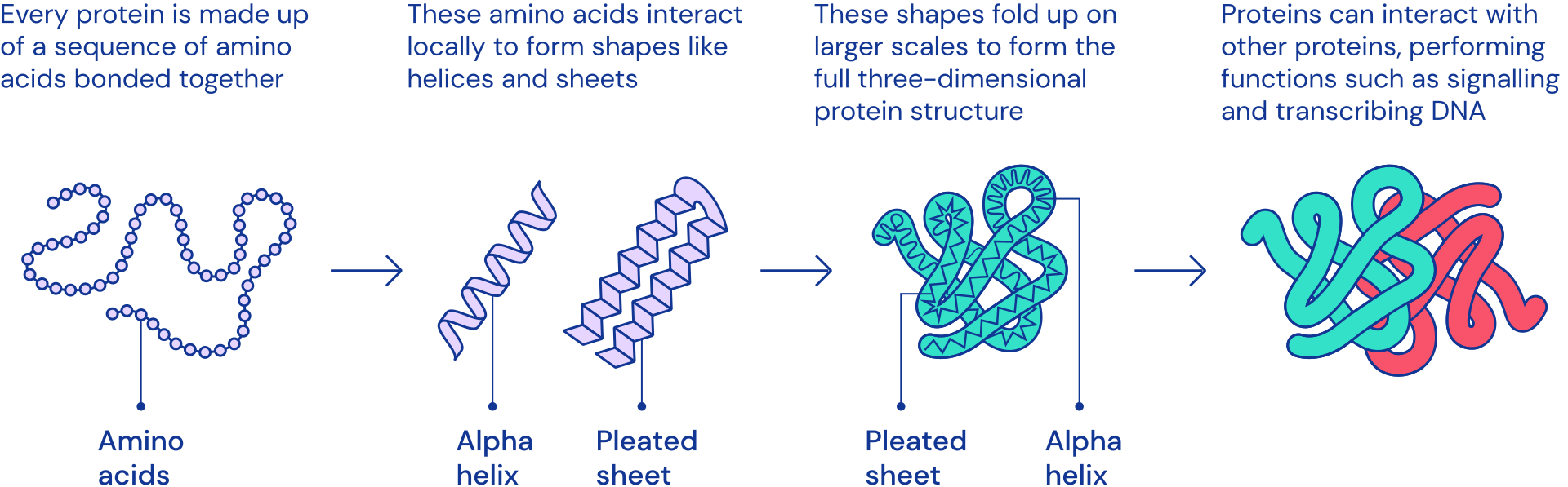 AlphaFold: How Artificial Intelligence Helps Curing Future Diseases ...